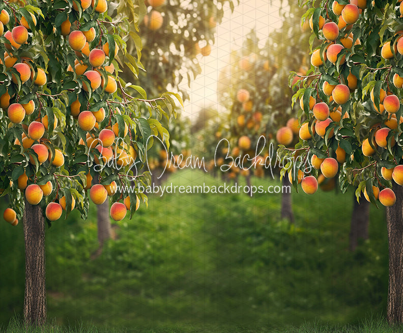 Peach Orchard (JA) — Baby Dream Backdrops