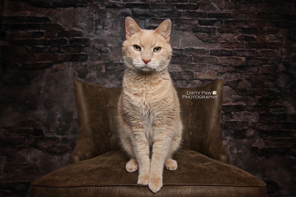 Axel Brick – Baby Dream Backdrops