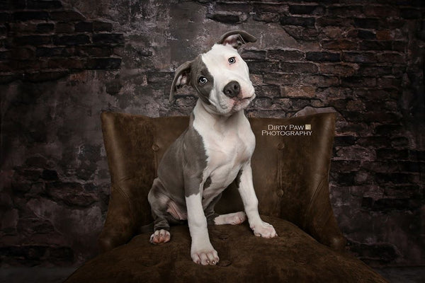 Axel Brick – Baby Dream Backdrops