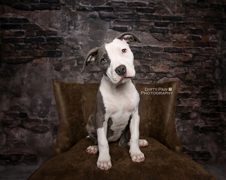 Axel Brick — Baby Dream Backdrops